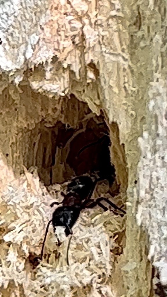 Carpenter Ants, Typical Sugar Ants and Allies from Huron-Manistee ...