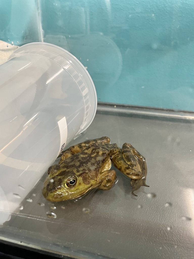 American Bullfrog from N Silverbell Rd, Tucson, AZ, US on May 20, 2023 ...