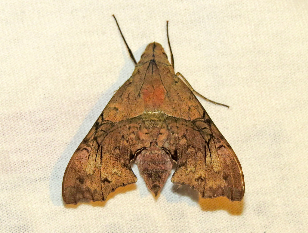 Aleuron neglectum (Panambi Guaçu) · iNaturalist