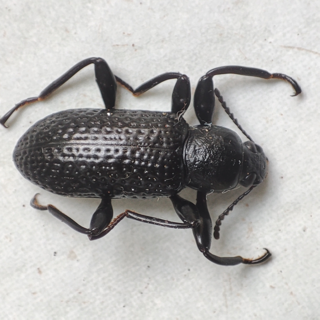 Polopinus from paris perera MW, Ja-Ela, 3VJM+259, Ja-Ela, Sri Lanka on May 17, 2023 at 01:11 PM ...