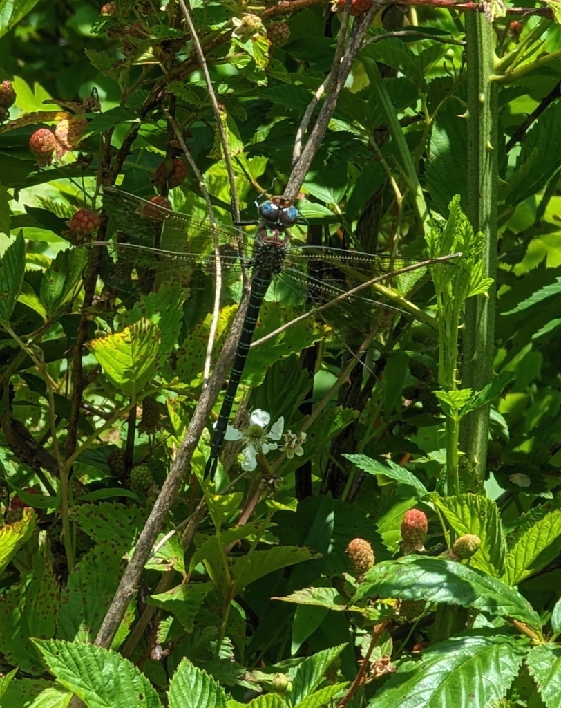Swamp Darner from Clarkton, NC 28433, USA on May 20, 2023 at 12:28 PM ...