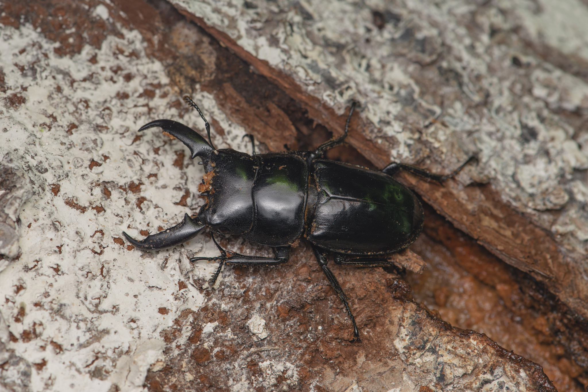 Serrognathus titanus platymelus (Saunders, 1854)