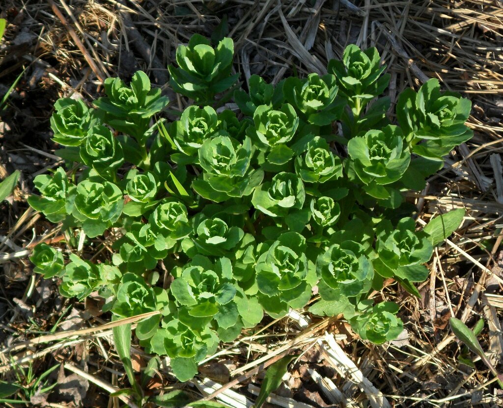 Orpine from Ward Pound Ridge Res., Pound Ridge, Westchester Co., NY on ...