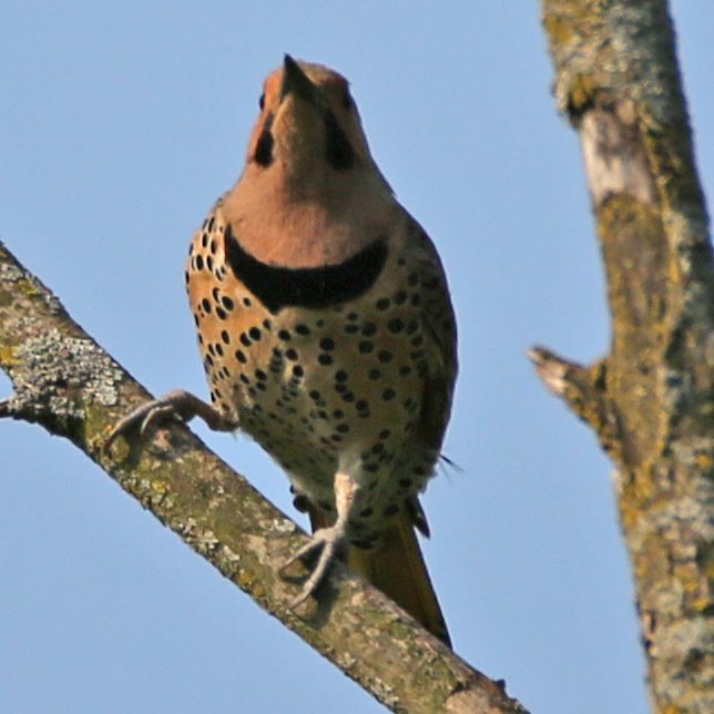 Northern Flicker from Cook County, IL, USA on May 20, 2023 at 08:30 AM ...