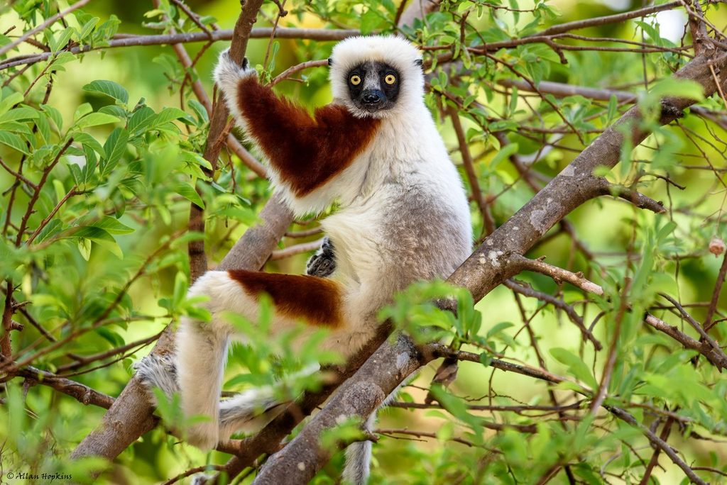 Coquerel's Sifaka (Propithecus coquereli) - Know Your Mammals