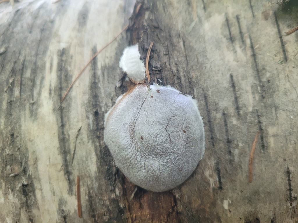 False Puffball from Central Kootenay, BC, Canada on May 19, 2023 at 10: ...