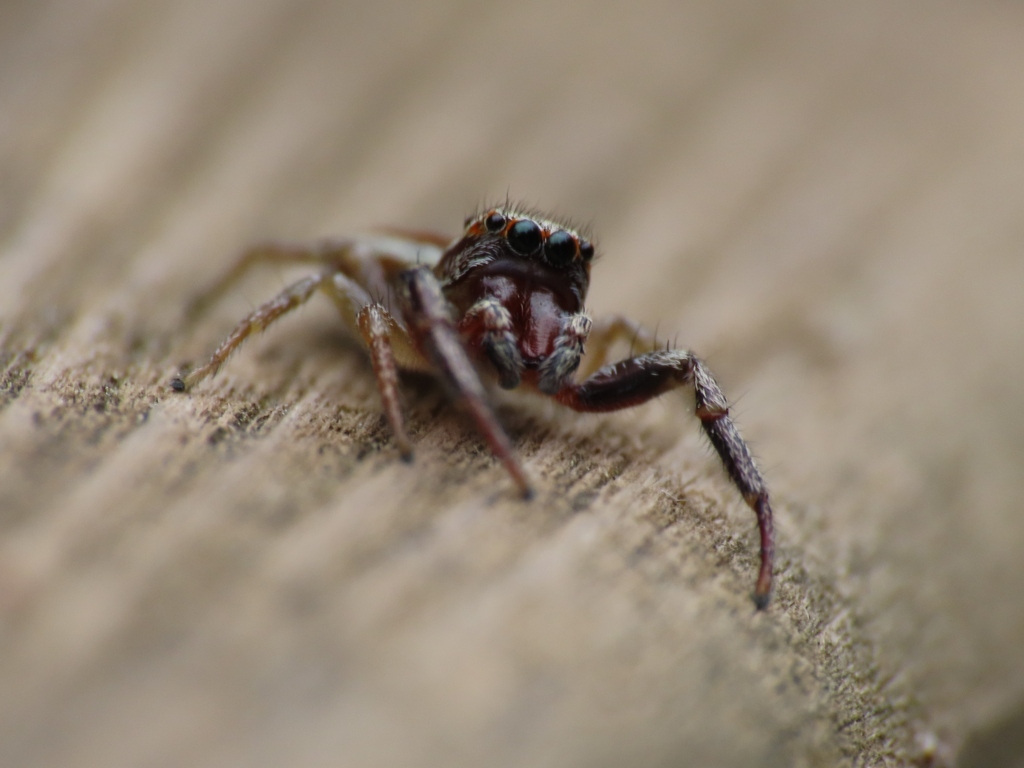 Hooked Striking Jumping Spider from Olesa de Montserrat, Barcelona ...