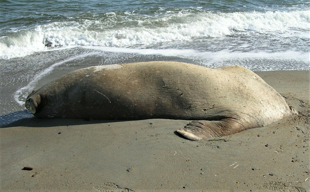 Pacific Walrus in June 2009 by Scott Flamand. This walrus washed up on ...