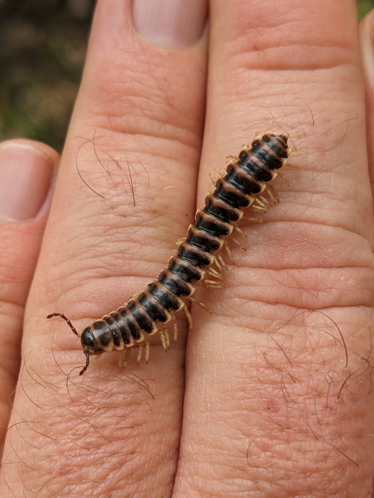 Cherry Millipedes from Allen, Ann Arbor, MI, USA on May 20, 2023 at 02: ...