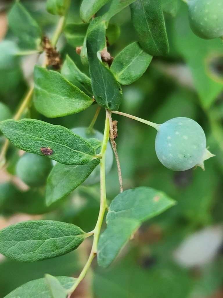deerberry from Elgin, SC, USA on May 20, 2023 at 01:08 PM by blakewxb ...