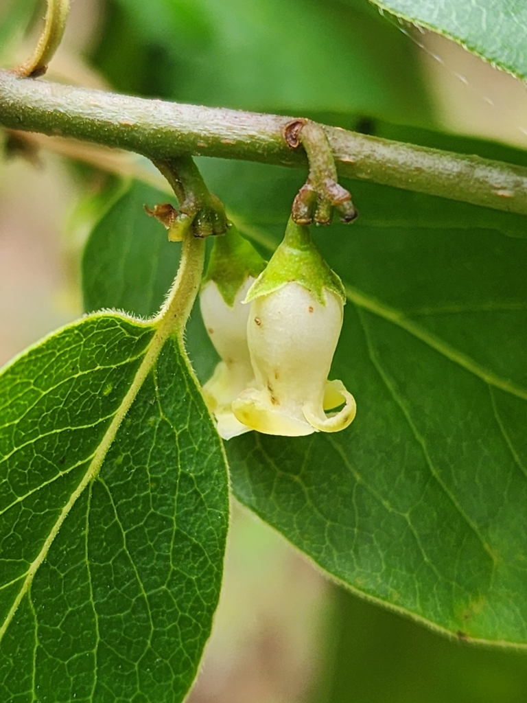 American persimmon from Elgin, SC, USA on May 20, 2023 at 01:18 PM by ...