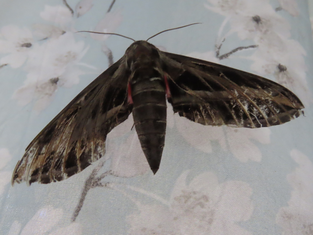 Vine Sphinx from Urb. Altamar, Los Algarrobos, Panamá on May 20, 2023 ...