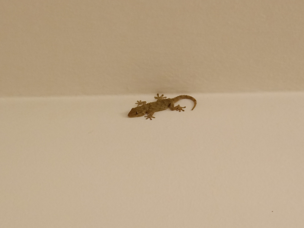 Moorish Gecko from 25015 Desenzano del Garda BS, Italia on May 20, 2023 ...