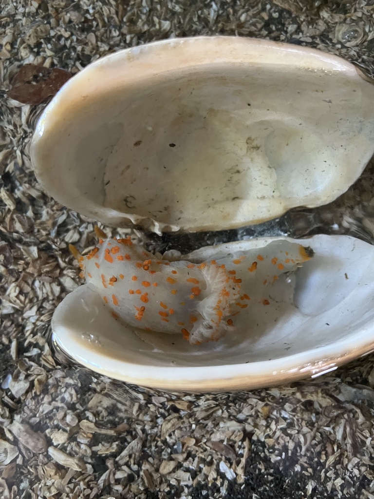 Modest Clown Dorid from Dalco Passage, Tacoma, WA, US on May 20, 2023 ...