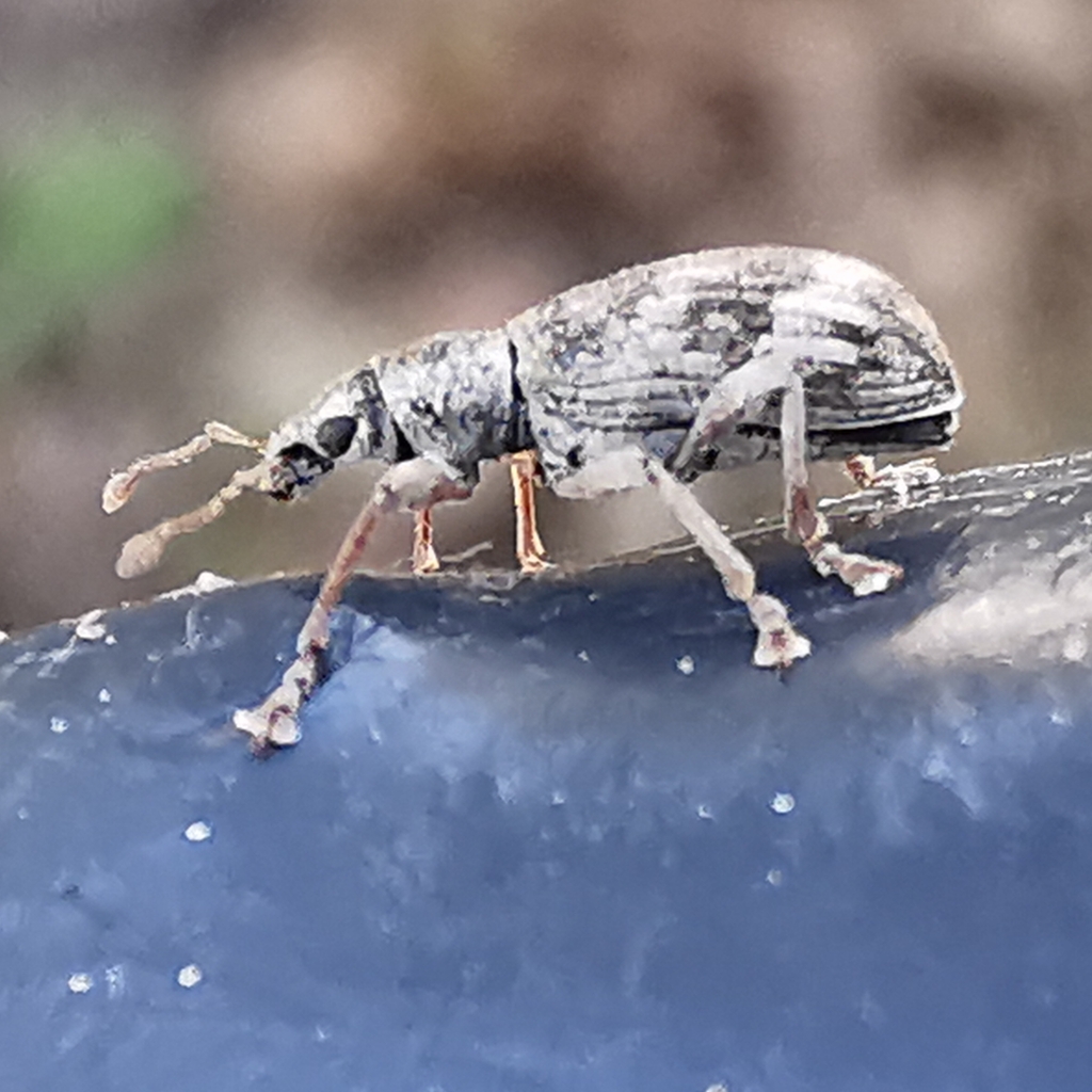 Polydrusus tereticollis from Imatra, Suomi on May 20, 2023 at 04:57 PM ...