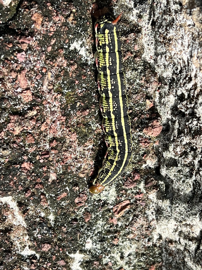 White-lined Sphinx from Parque Nacional Galápagos, Santa Cruz ...