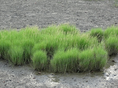 Seashore Dropseed (RE 12.1.2) · iNaturalist