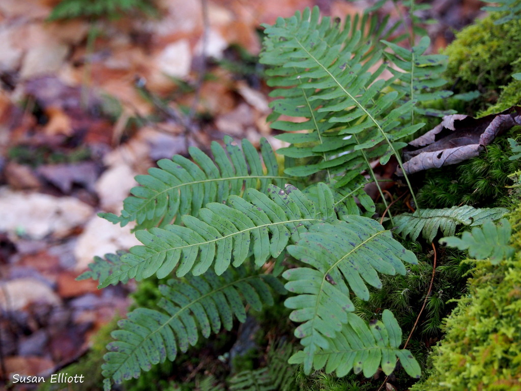 polypody ferns (Plant Tax Study Guide) · iNaturalist