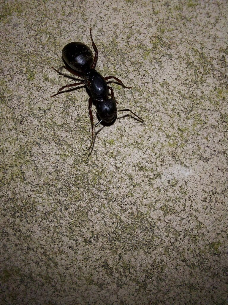 Western Carpenter Ant from Burnaby, BC, Canada on May 12, 2023 at 11:38 ...