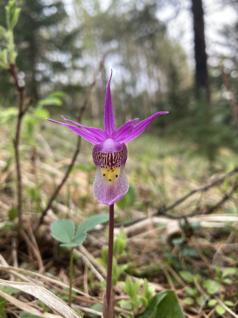 Eastern Fairy-slipper from Kananaskis, AB, CA on May 20, 2023 at 11:23 ...