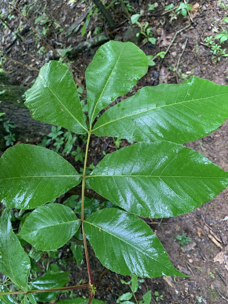 pignut hickory from Stoneway Trail, Madison, AL, US on May 20, 2023 at ...