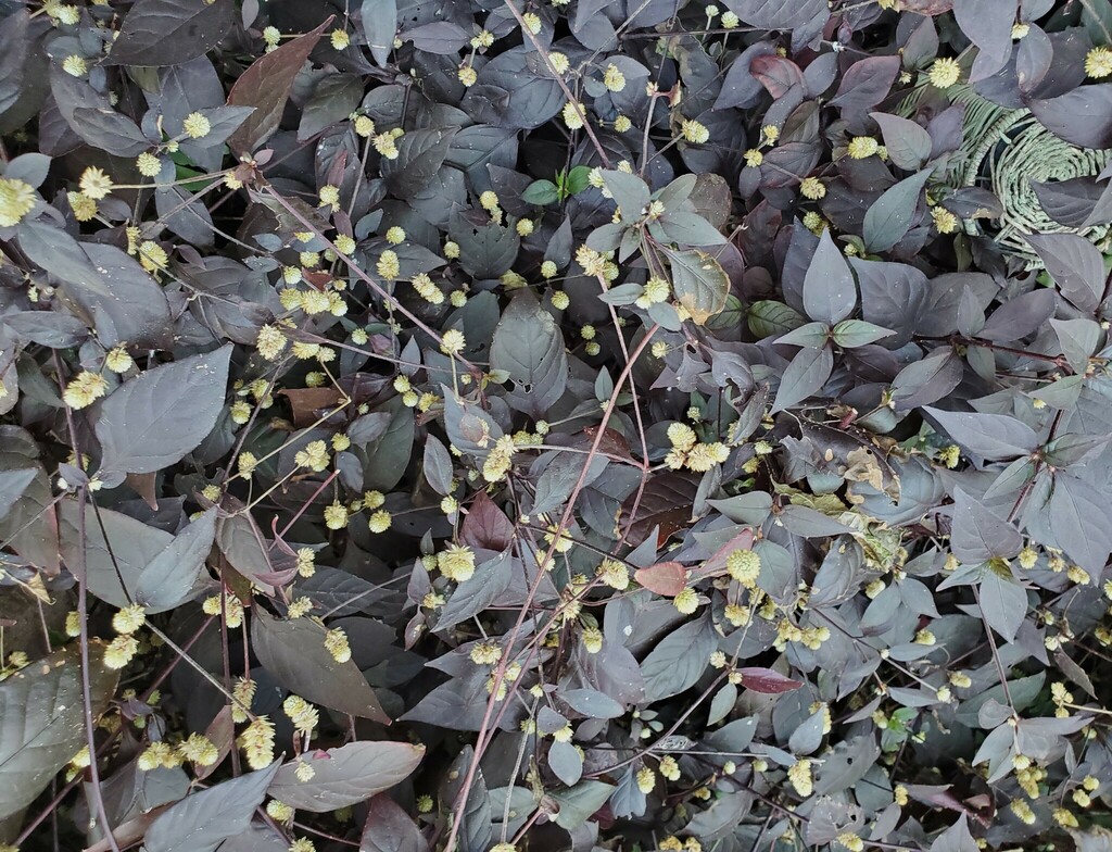 Ruby Leaf from Santa Cruz de Tenerife, Spain on April 15, 2023 at 07:28 ...