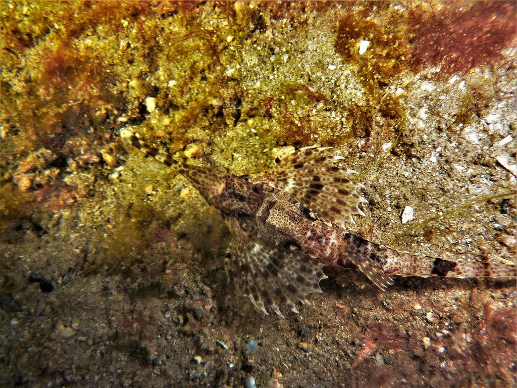 Slender Seamoth from Perth WA, Australia on November 13, 2018 at 07:04 ...