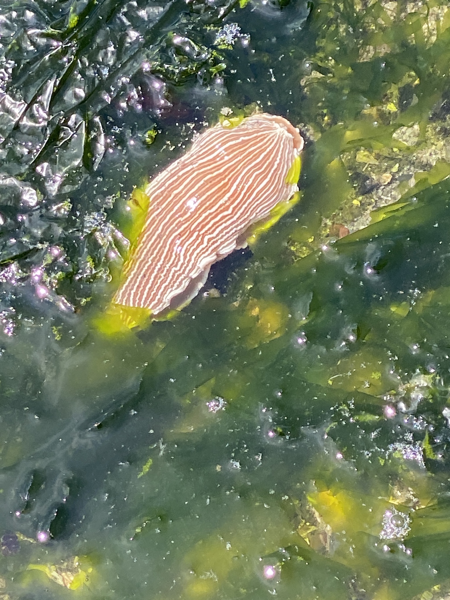 Armina californica (J.G.Cooper, 1863)