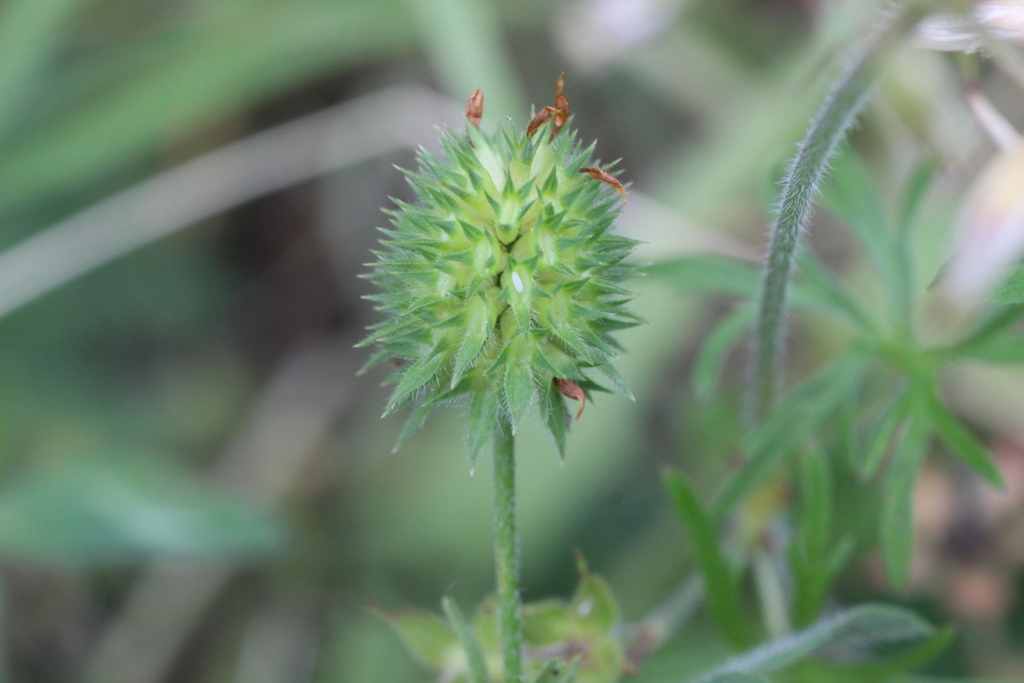 Sea Clover from 17480 Le Château-d'Oléron, France on May 20, 2023 at 04 ...