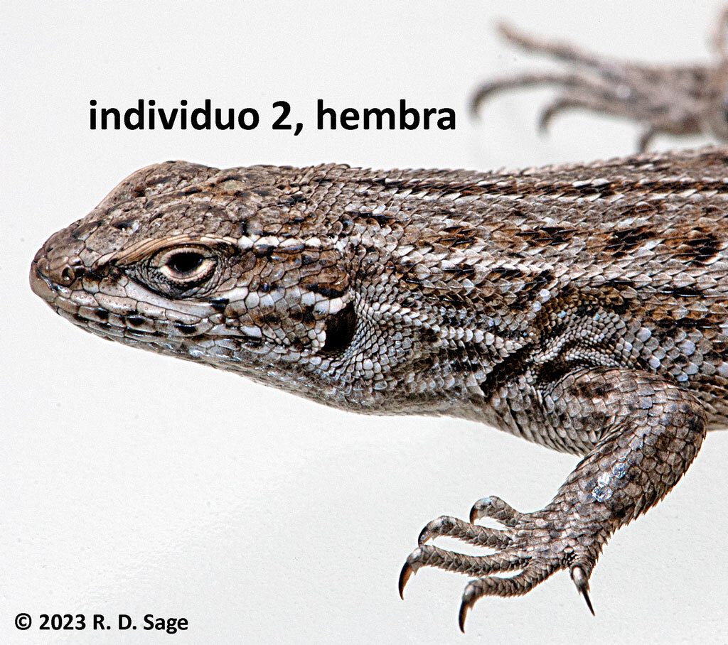 Liolaemus bibronii (Bell, 1843)