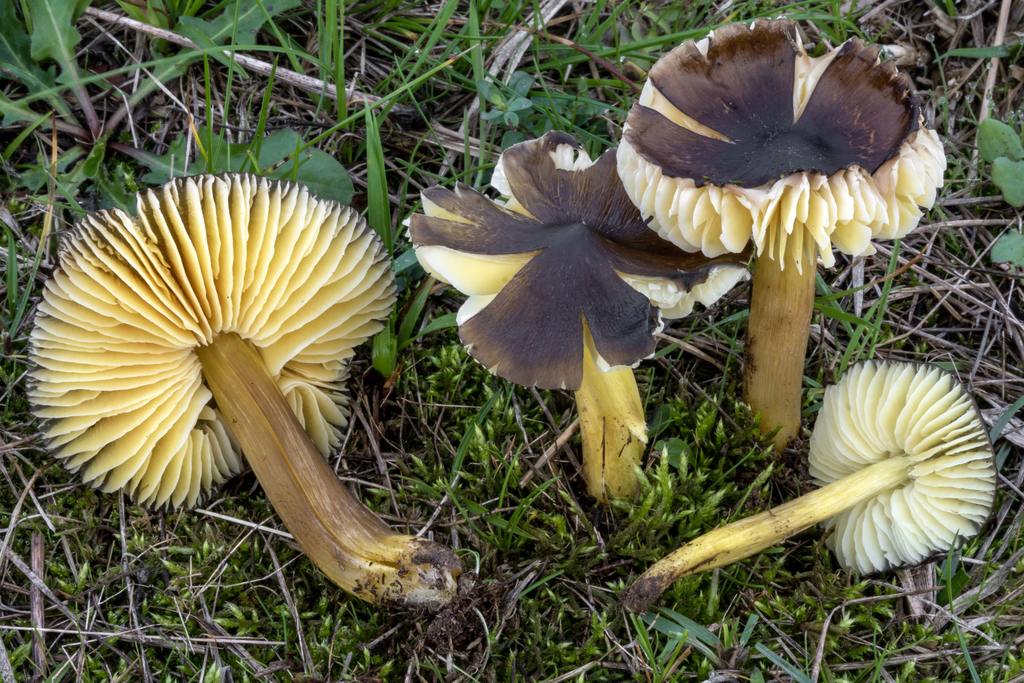 Date Waxcap in November 2022 by Nicolò Oppicelli · iNaturalist