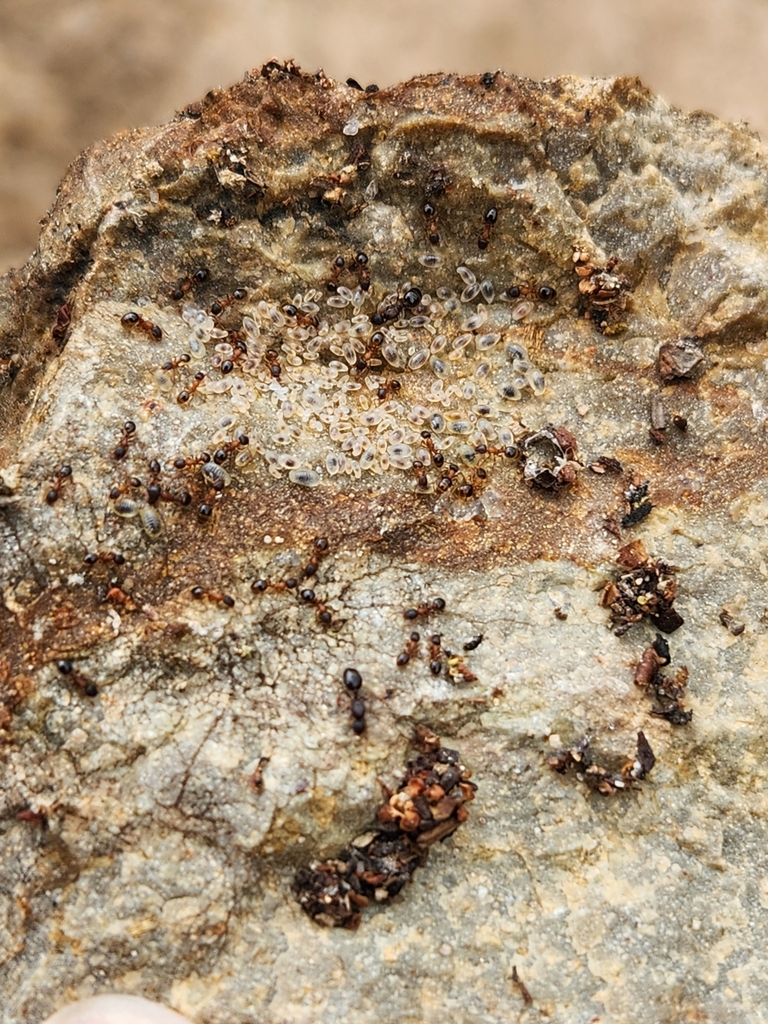 Acorn Ants and Allies from Lumpy Ridge Trail on May 20, 2023 at 01:35 ...