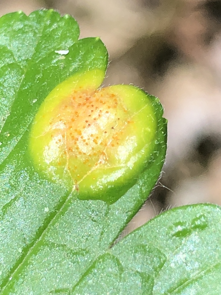 rust fungi from Mineral Point Rd, Madison, WI, US on 20 May, 2023 at 02 ...