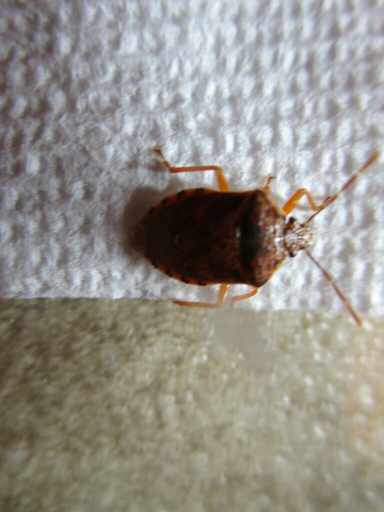 Dendrocoris humeralis from Miramichi, NB, Canada on May 20, 2023 at 03: ...