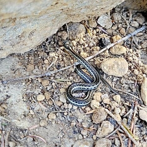Northwestern Garter Snake from Garfield Ledge, east of Middle Fork ...