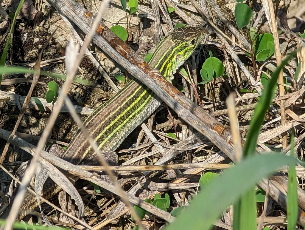 Prairie Racerunner from Essex Township, IL, USA on May 20, 2023 at 03: ...