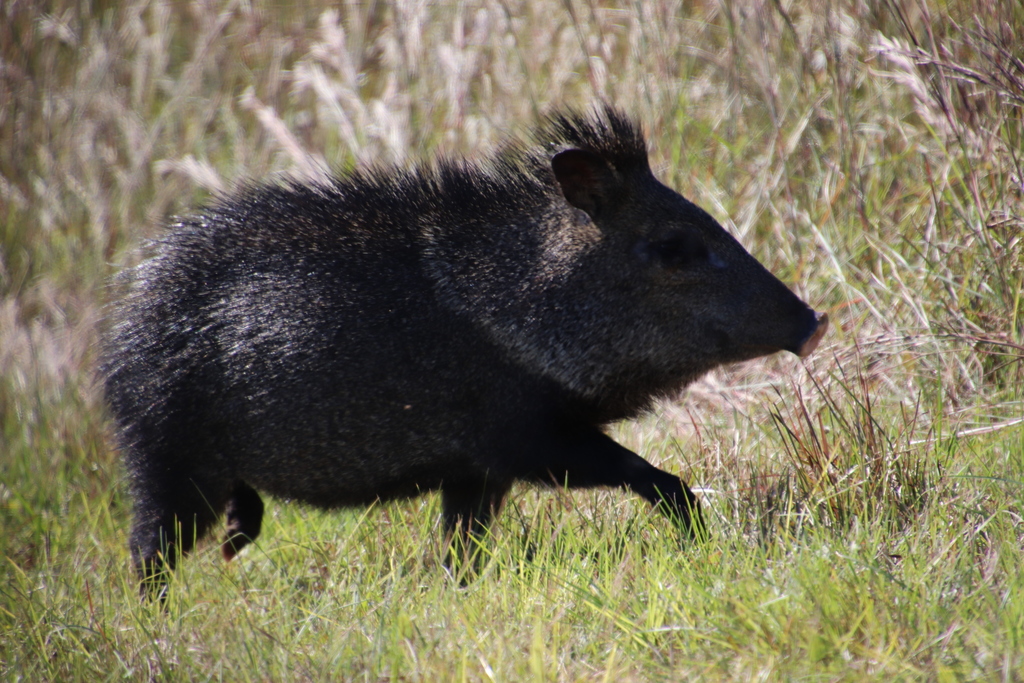 Peccaries (Tayassuidae) - Know Your Mammals