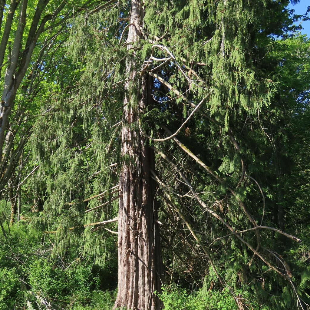 western redcedar from Sequim, WA 98382, USA on May 15, 2023 at 08:21 AM ...