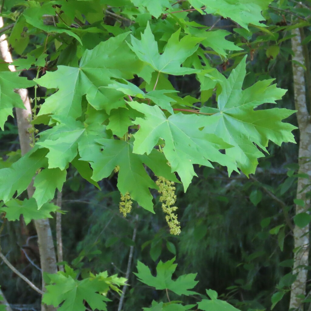 bigleaf maple from Sequim, WA 98382, USA on May 15, 2023 at 08:27 AM by ...