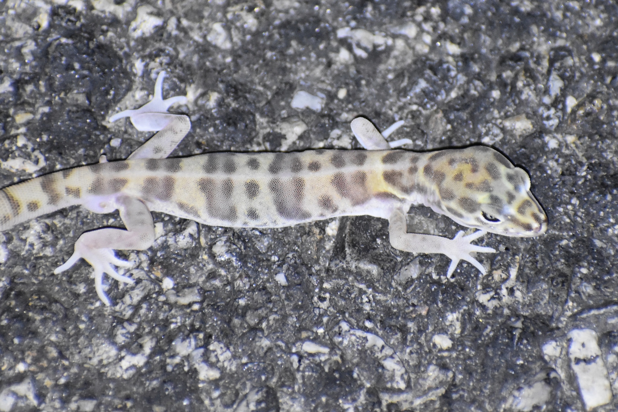 Coleonyx variegatus variegatus