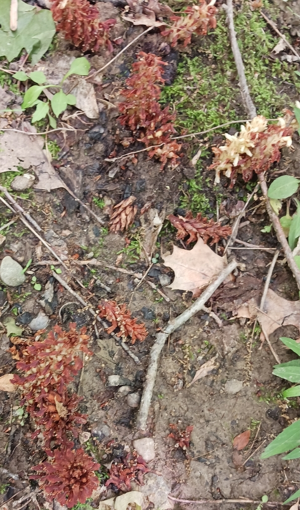 American cancer-root from Indianapolis, Indiana 46216, États-Unis on ...