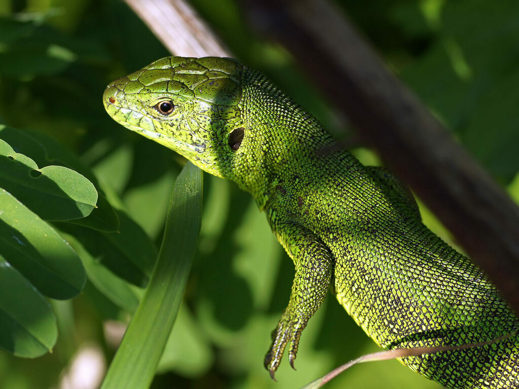 Sand Lizard from Донецк on May 18, 2023 by Илья Оголь · iNaturalist