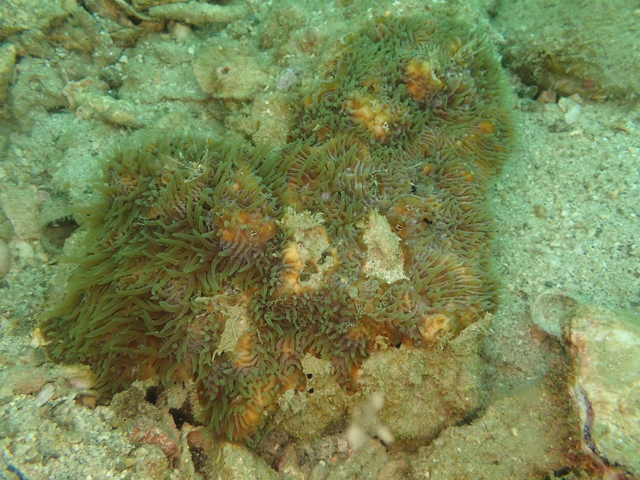 Lithophyllon undulatum Rehberg, 1892