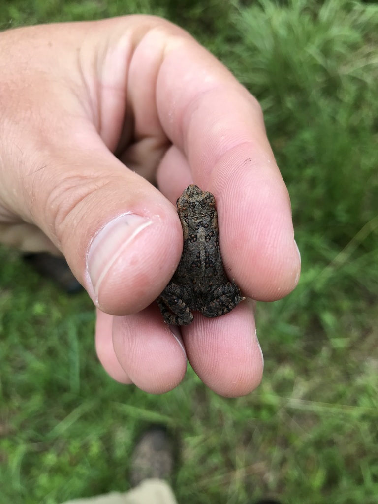 Southern Toad from Charleston County, SC, USA on May 20, 2023 at 08:34 ...