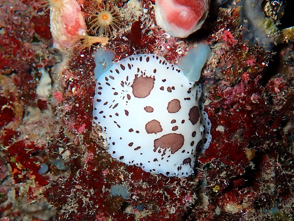 Leopard Sea Slug from St mandrier, France on May 20, 2023 at 04:23 PM ...