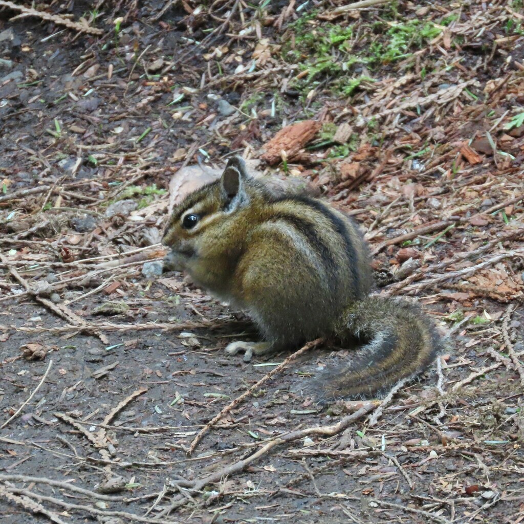 Townsend's Chipmunk from Marymere Falls, Washington 98363, USA on May ...