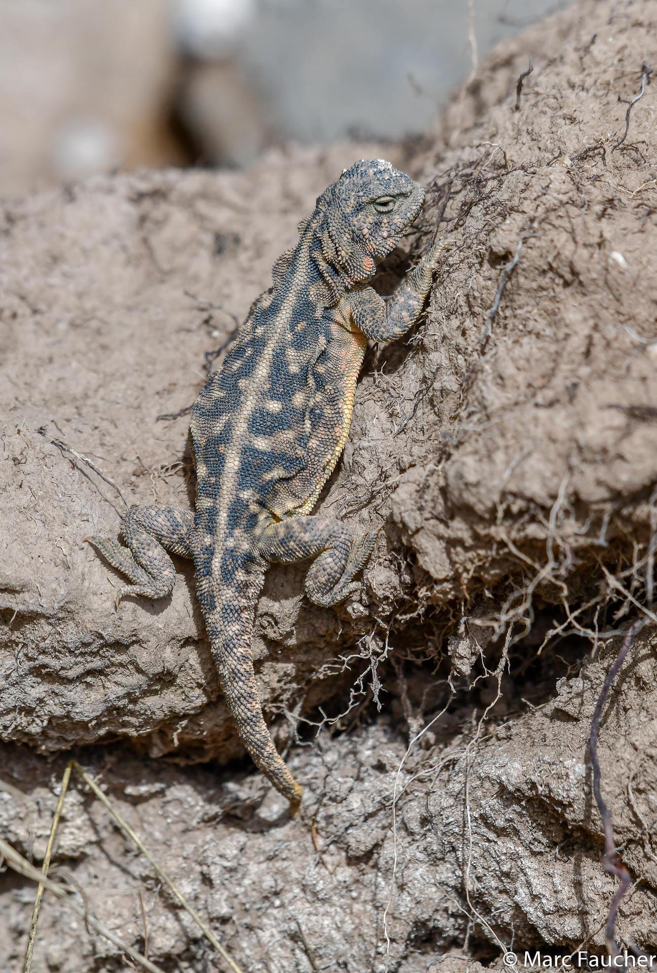 Phrynocephalus putjatai Bedriaga, 1909