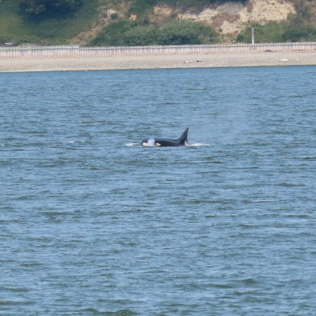 Orca in May 2023 by Pete Siminski. Mother and calf. Part of pod of six ...