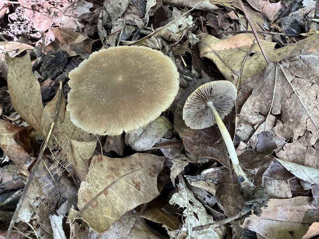 Psathyrellaceae from Albert Johnson Rd, Nashville, IN, US on May 20 ...