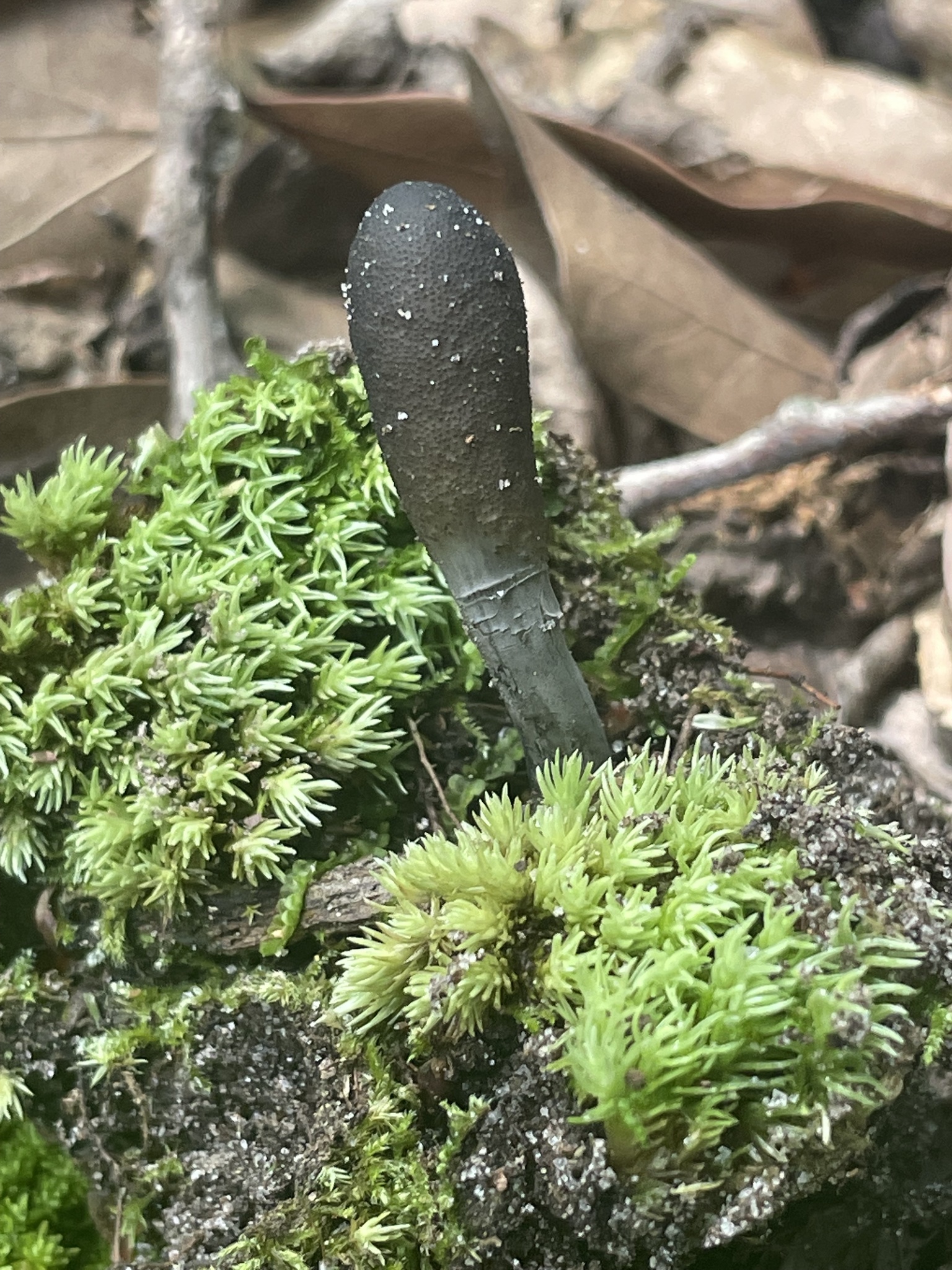 Tolypocladium W.Gams, 1971